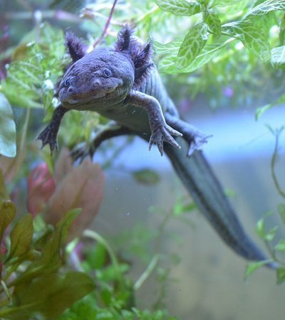 Axolotl-Ambystoma_Mexicanum(4) – LST Industries